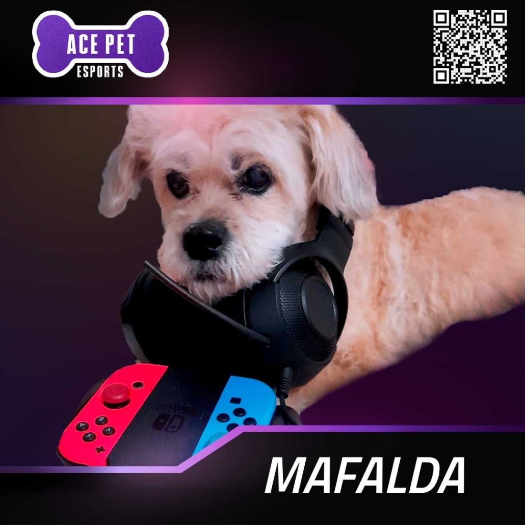 Ace Pet Esports - Academia Ace Esports